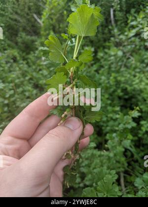 white-stemmed gooseberry (Ribes inerme) Plantae Stock Photo - Alamy