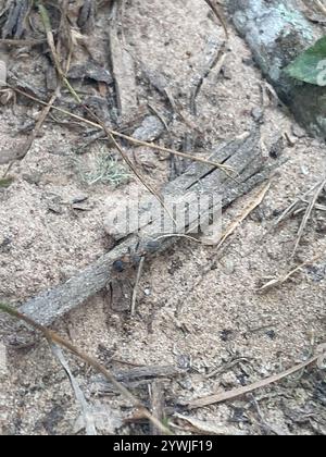 Graceful Twig Ant (Pseudomyrmex gracilis Stock Photo - Alamy