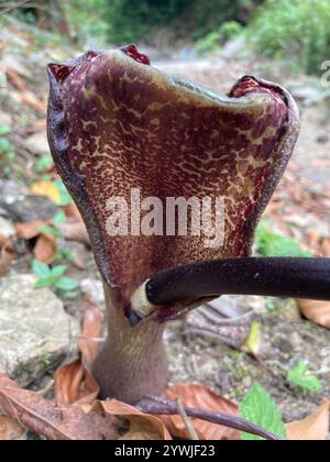 Voodoo Lily (Sauromatum venosum Stock Photo - Alamy