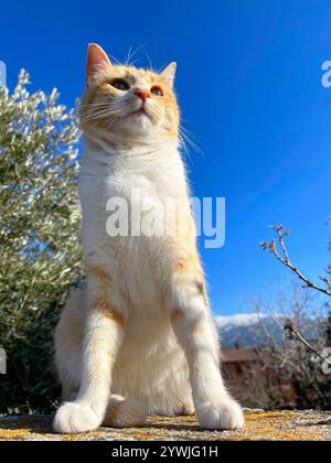 Vertical shot of a stray cat sitting on a manhole surrounded by grass ...