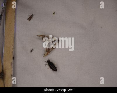 Light Marathyssa Moth (Marathyssa basalis Stock Photo - Alamy