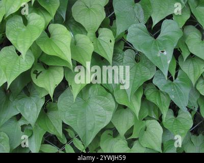 Tokoro mountain yam (Dioscorea tokoro Stock Photo - Alamy