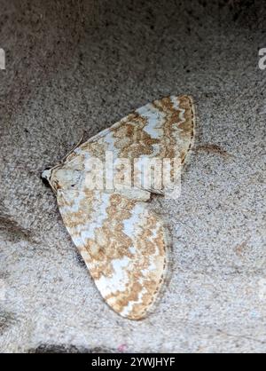 Sandy Carpet (Perizoma flavofasciata Stock Photo - Alamy