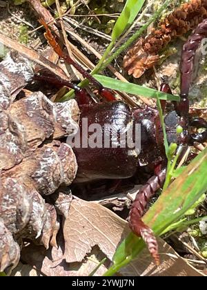 Tile-horned Prionus (Prionus imbricornis Stock Photo - Alamy