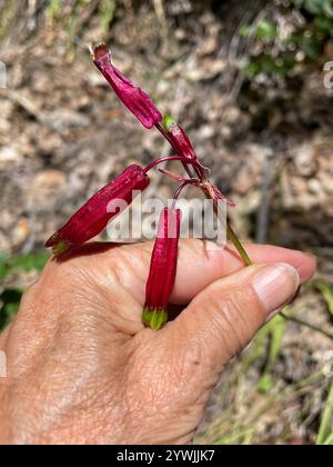 firecracker flower (Dichelostemma ida-maia Stock Photo - Alamy