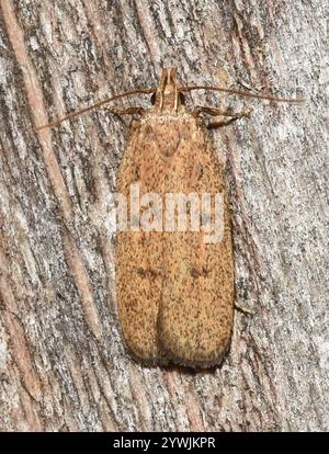 Juniper Tip Moth (Glyphidocera juniperella Stock Photo - Alamy