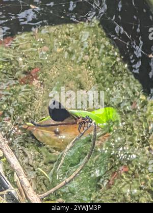 Formosan Damselfly (Euphaea formosa Stock Photo - Alamy