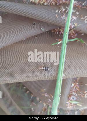 Spotted Marsh Fly (Trypetoptera punctulata Stock Photo - Alamy