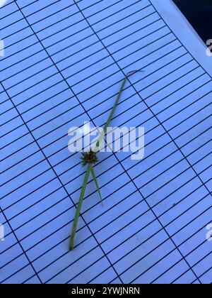 Variable Flatsedge (Cyperus difformis Stock Photo - Alamy