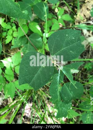 Thicket Bean (Phaseolus polystachios Stock Photo - Alamy