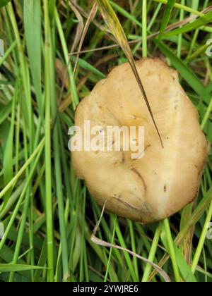 yellow fieldcap (Bolbitius titubans Stock Photo - Alamy