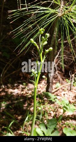 Kidney-leaf Rosinweed (Silphium compositum Stock Photo - Alamy