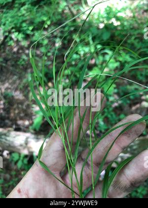 Twoflower Melicgrass (Melica mutica Stock Photo - Alamy
