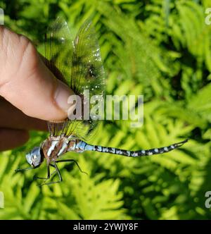 Spatterdock Darner (Rhionaeschna mutata Stock Photo - Alamy