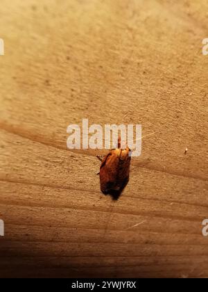 Tortricine Leafroller Moths (Tortricinae Stock Photo - Alamy