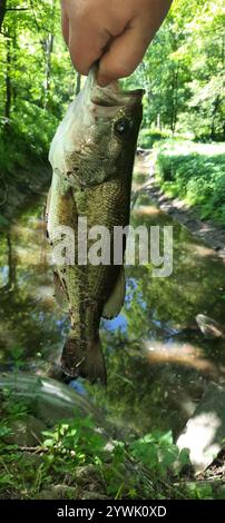 Largemouth Bass (Micropterus nigricans Stock Photo - Alamy