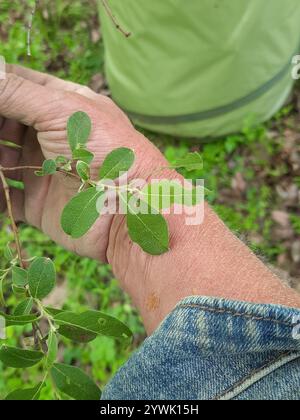 Rusty Willow (Salix atrocinerea Stock Photo - Alamy