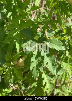 (Distimake dissectus dissectus Stock Photo - Alamy