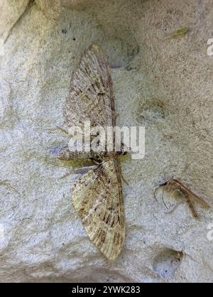 Mottled Pug (Eupithecia exiguata Stock Photo - Alamy