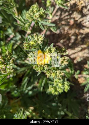 slender cinquefoil (Potentilla gracilis Stock Photo - Alamy
