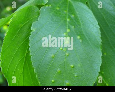 Hackberry Blister Gall Psyllid (Pachypsylla celtidisvesicula Stock ...