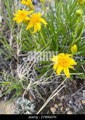 Thrift Mock Goldenweed (Stenotus armerioides Stock Photo - Alamy
