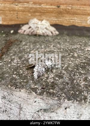Western Furcula Moth (Furcula occidentalis Stock Photo - Alamy