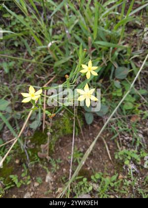 agaves, orchids, irises, and allies (Asparagales Stock Photo - Alamy