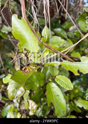 Mountain Horopito (Pseudowintera colorata Stock Photo - Alamy