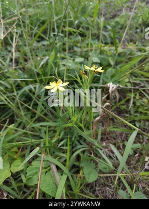 agaves, orchids, irises, and allies (Asparagales Stock Photo - Alamy