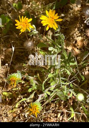 Hairy Gumweed (Grindelia hirsutula Stock Photo - Alamy