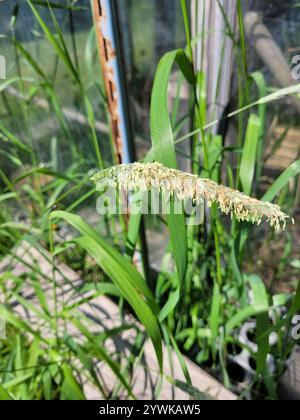 short-awn foxtail (Alopecurus aequalis Stock Photo - Alamy