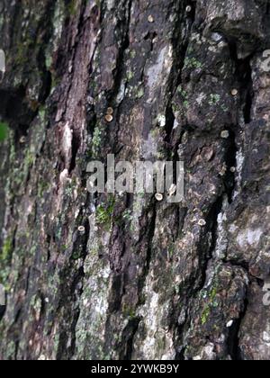 Smooth Patch Disease (Aleurodiscus oakesii Stock Photo - Alamy