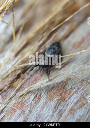 Hart's Jumping Spider (Tutelina harti Stock Photo - Alamy