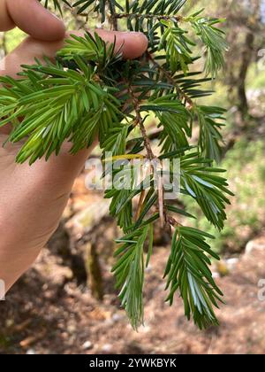Himalayan hemlock (Tsuga dumosa Stock Photo - Alamy