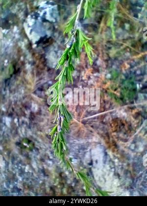 Pygmy Caragana (Caragana pygmaea Stock Photo - Alamy