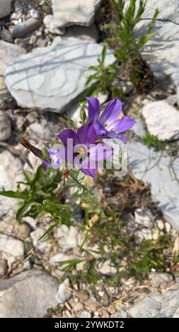 catchfly prairie gentian (Eustoma exaltatum Stock Photo - Alamy