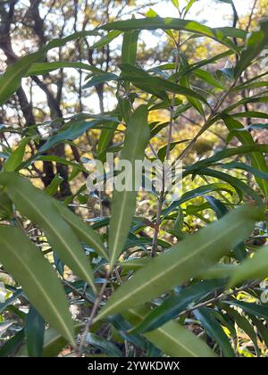 White Maire (Nestegis lanceolata Stock Photo - Alamy