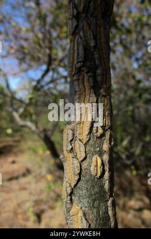 Caustic Vine (Cynanchum viminale Stock Photo - Alamy