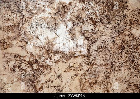 Random, Unique, Natural Cannstatter Travertine Texture - Freshwater ...