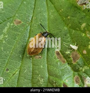 Rough-haired Lagria Beetle (Lagria hirta Stock Photo - Alamy