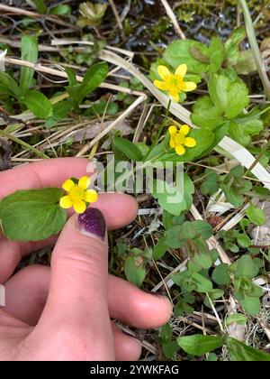 Mountain Buttercup (Ranunculus populago Stock Photo - Alamy