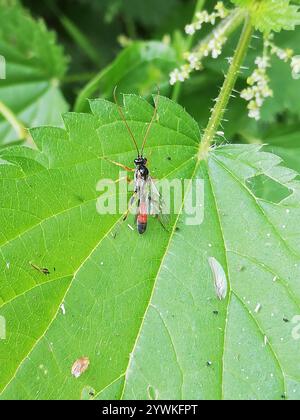 Common Hover Fly Parasitoid Wasp (Diplazon laetatorius Stock Photo - Alamy