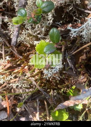 threeleaf goldthread (Coptis trifolia Stock Photo - Alamy
