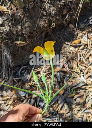 Clubhair Mariposa Lily (Calochortus clavatus Stock Photo - Alamy