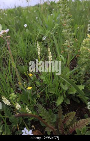 Seneca snakeroot (Senega officinalis Stock Photo - Alamy