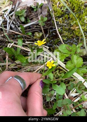 Mountain Buttercup (Ranunculus populago Stock Photo - Alamy