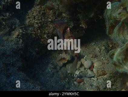 Pharaoh Cardinalfish (Apogonichthyoides pharaonis Stock Photo - Alamy