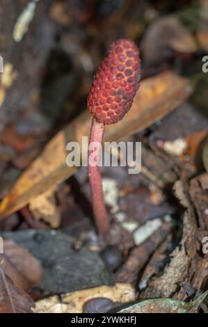 spike-of-dragon (Helosis cayennensis Stock Photo - Alamy