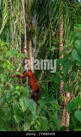 Bolivian Red Howler Monkey (Alouatta sara) resting in a tree, Lake ...